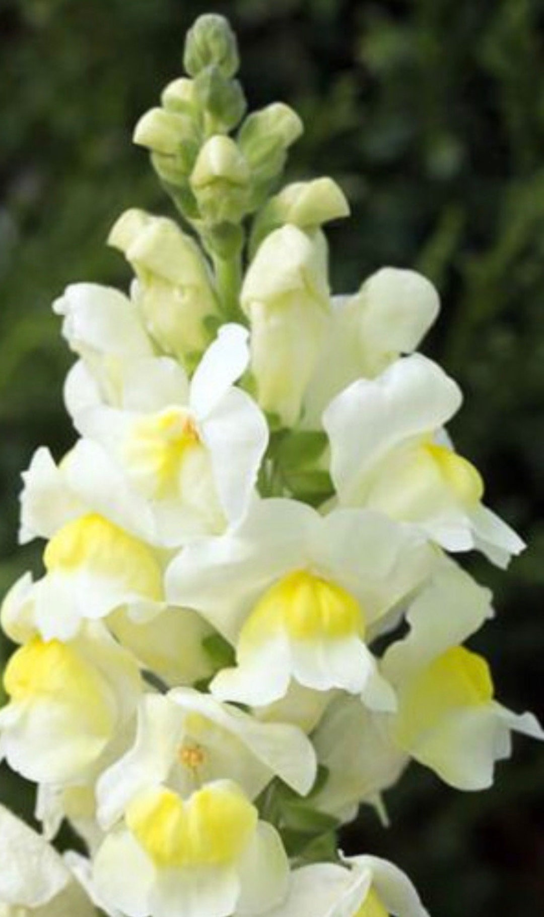 Snapdragon Lemon Sherbert Antirrhinum Seeds Heirloom USA NJ Grower See ...