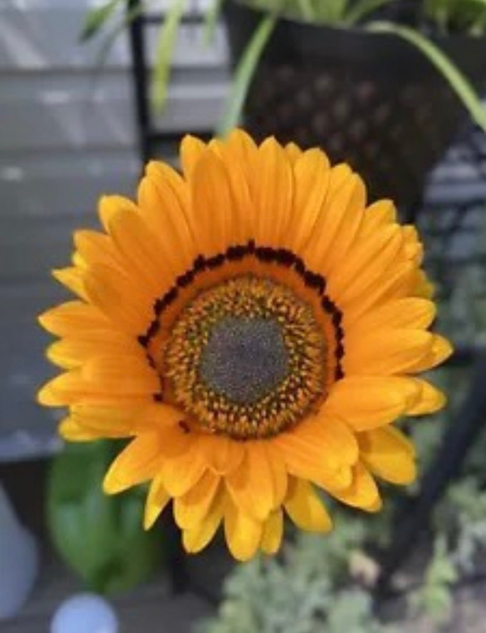 Daisy Cape Daisy Venidium Orange Prince Flower Seeds Heirloom USA NJ ...