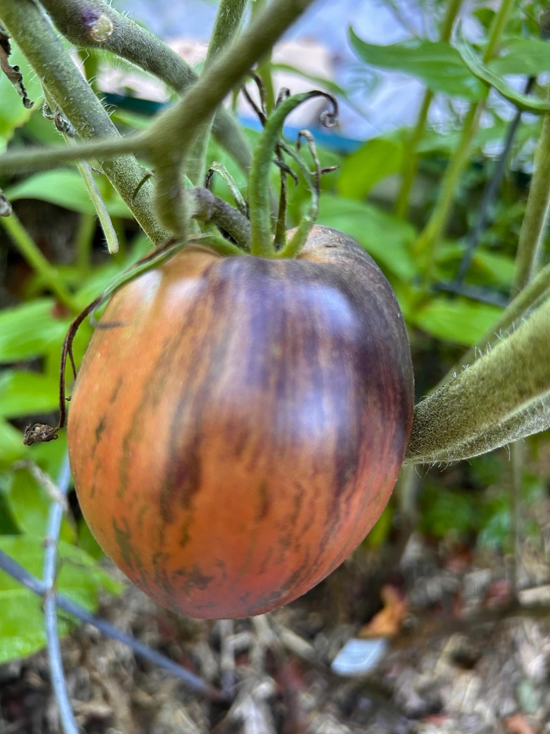 Stone Ridge Tomato Seeds NJ Grower Heirloom Organic Free Shipping - Etsy