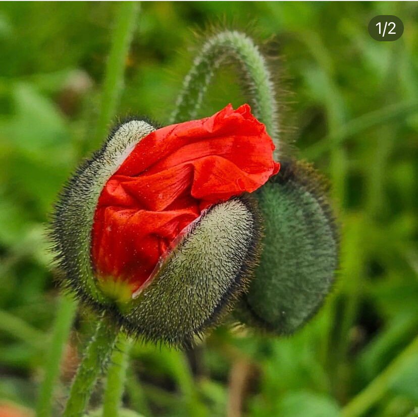 Poppy Lady Bird Poppy American Legion Flower 50 Seeds Heirloom USA NJ ...