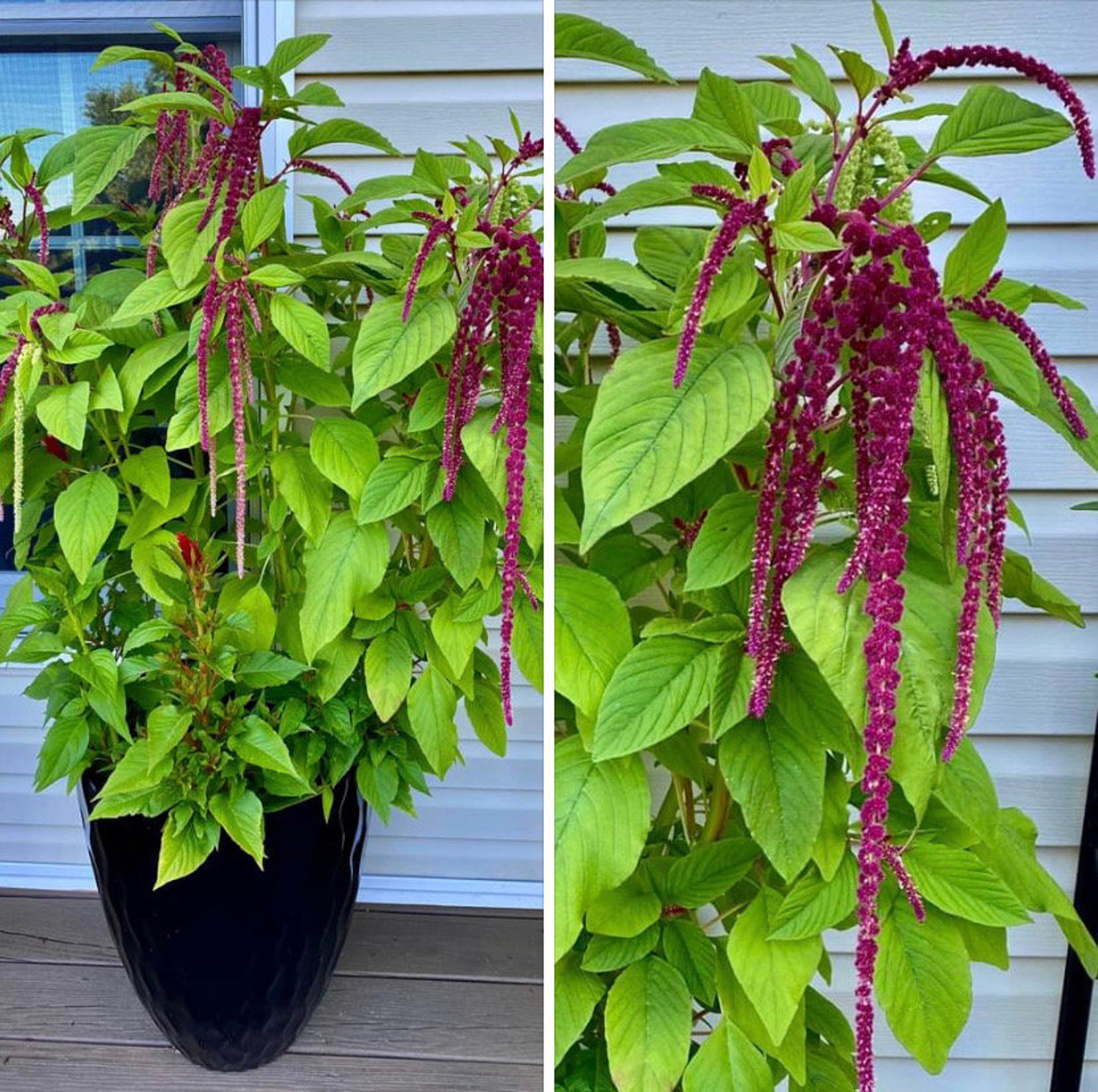 Amaranthus Love Lies Bleeding Red Amaranth Seeds Heirloom USA NJ Grower ...