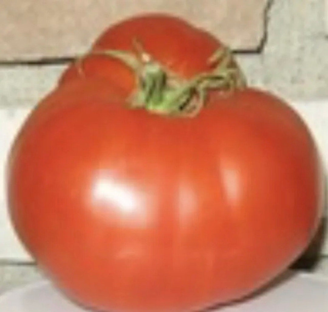 Garden Monster Leader Tomato Seeds NJ USA Grower Heirloom Organic Check ...