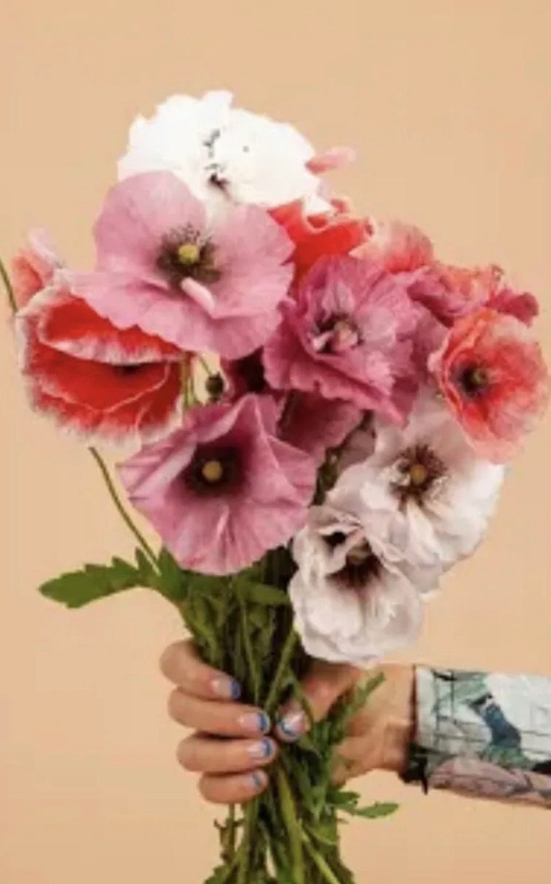 Poppy Double Shirley Mix Poppy Flower Seeds Heirloom USA NJ Seller ...