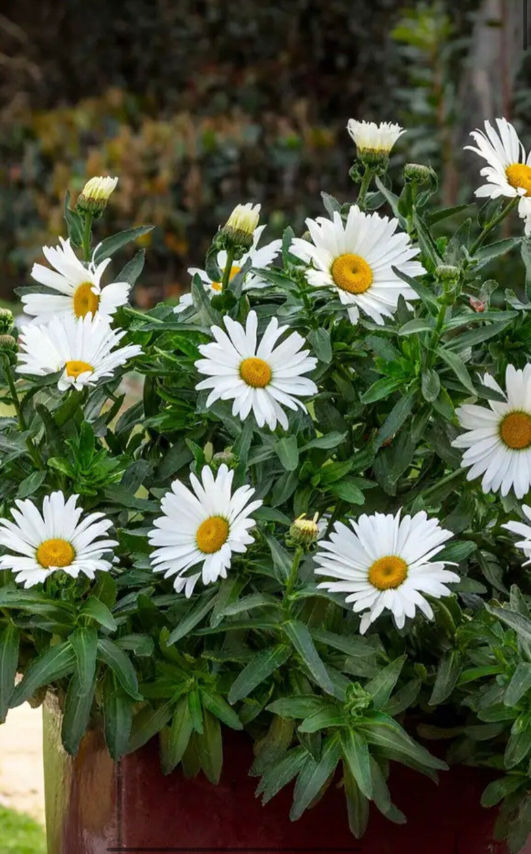 Daisy Shasta Daisy White 100+ Flower Seeds Heirloom USA NJ Grower See ...