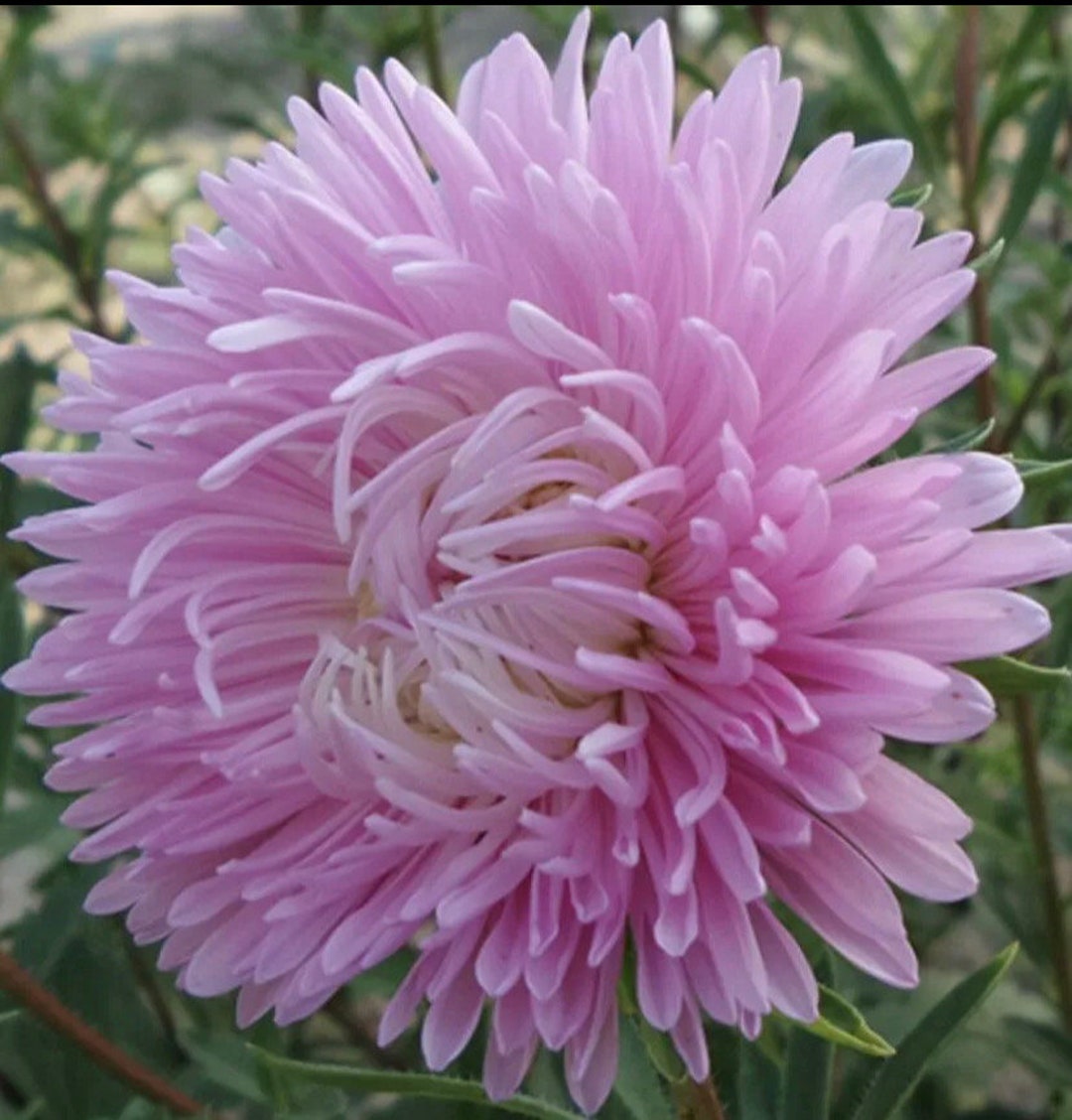 Aster Gremlin Light Rose Tall Doublecallistephus Flower Seeds Heirloom ...