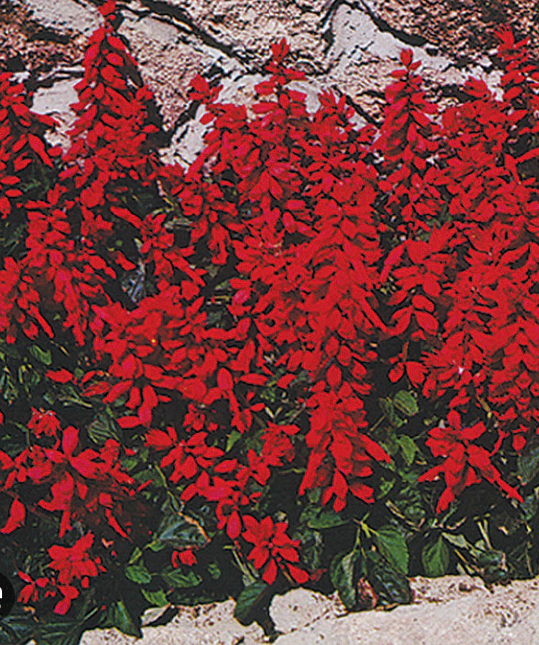 Salvia Saint John’s Fire Seeds USA Flower Seeds Heirloom NJ Grower See ...