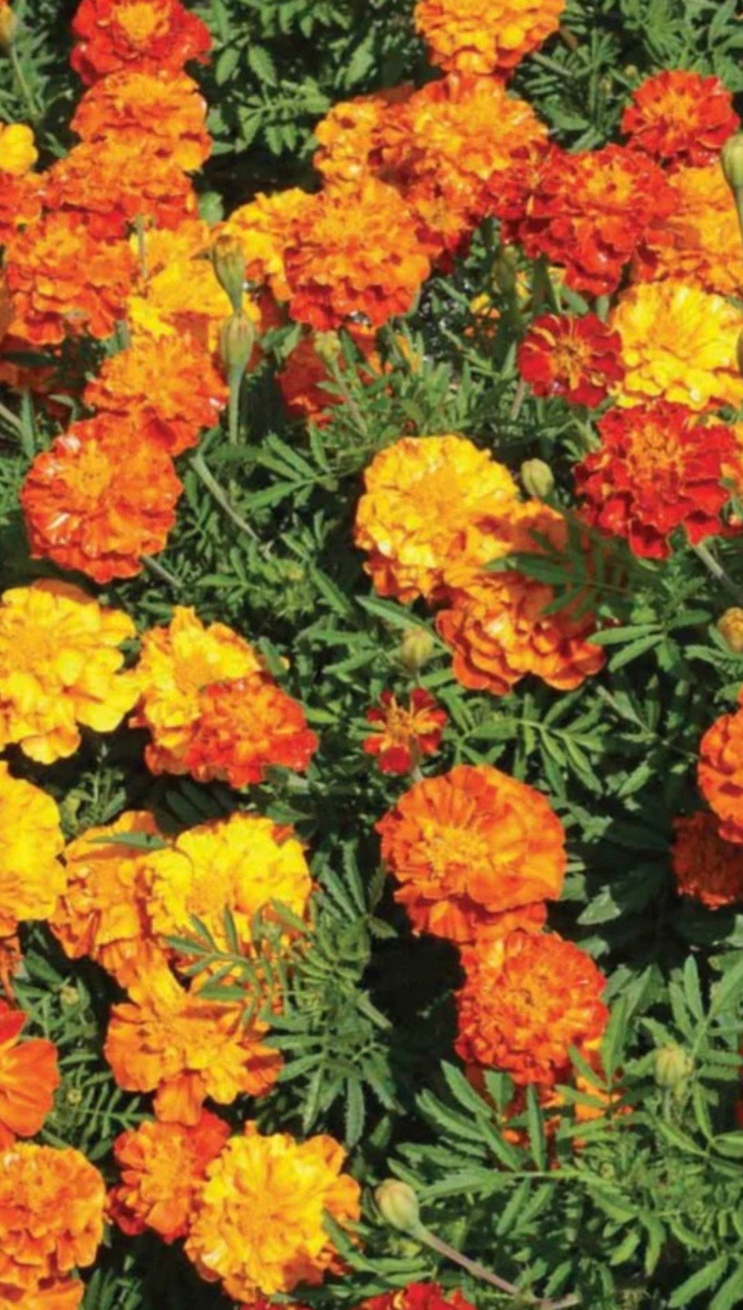 Marigold Cracker Jack Seeds USA Heirloom Check My Store for the Largest ...