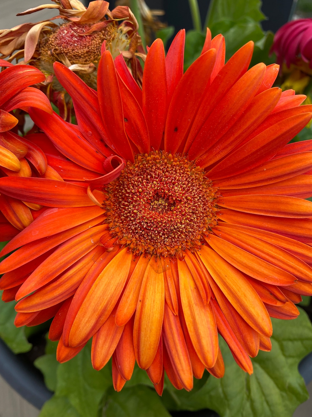 Daisy Gerber Daisy Orange 25 Flower Seeds Heirloom USA NJ Grower See My ...