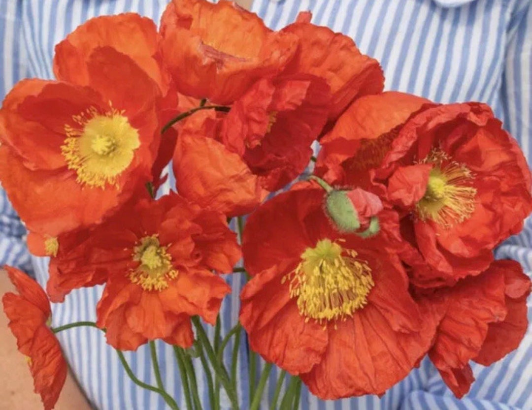 Poppy Champagne Bubbles Poppy Flower Seeds Heirloom USA NJ Seller Check ...