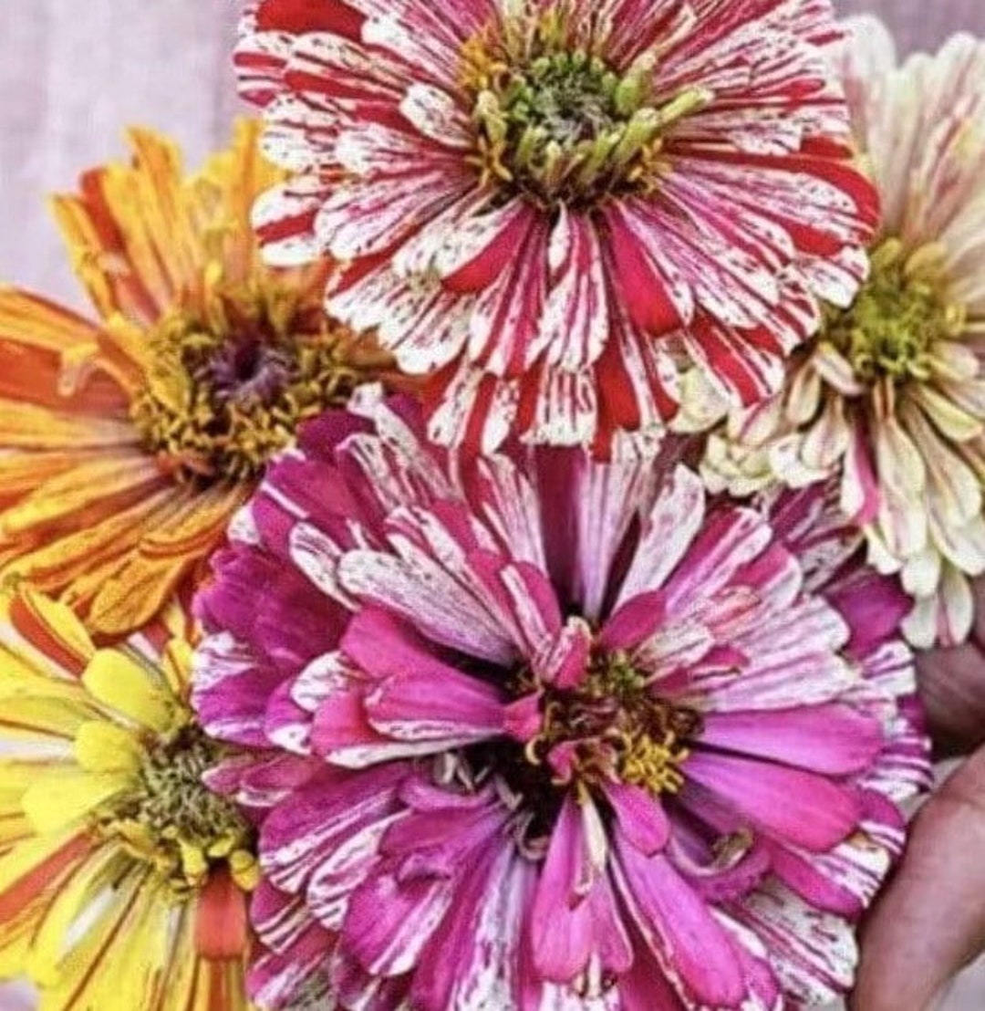 Zinnia Candy Cane Peppermint Stick Mix Zinnia Flower Seeds Heirloom USA ...