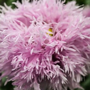 Poppy Lilac Pompom Poppy Flower Seeds Heirloom USA NJ Seller Check My ...