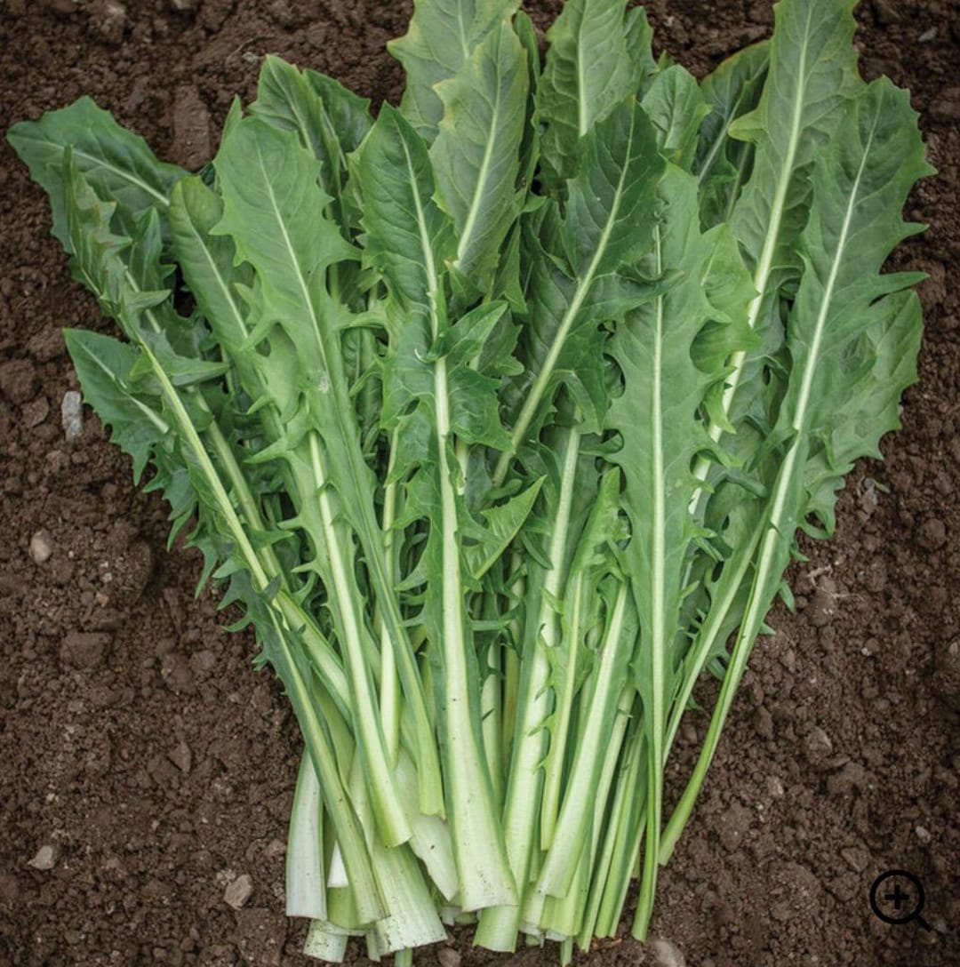 Lettuce Cicoria Italian Dandelion Seeds NJ Growerheirloom Organic Check ...