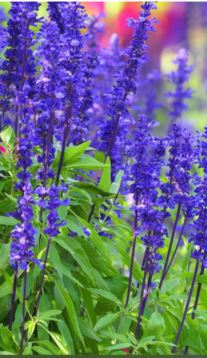 Salvia Blue Queen Seeds USA Flower Seeds Heirloom NJ Grower See My ...