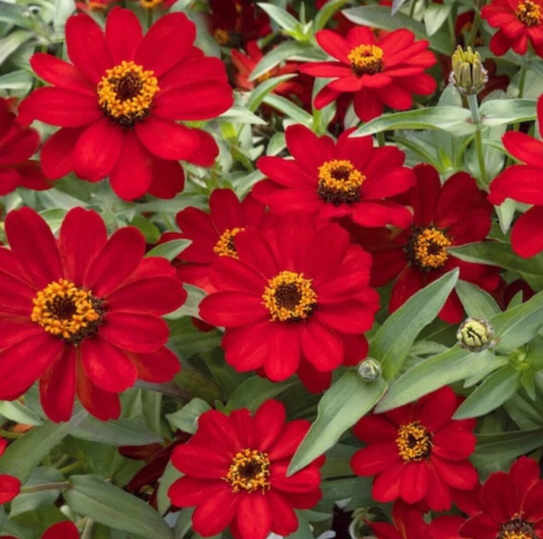 Zinnia Meteor Zinnia Flower Seeds Heirloom USA NJ Grower See My Store ...