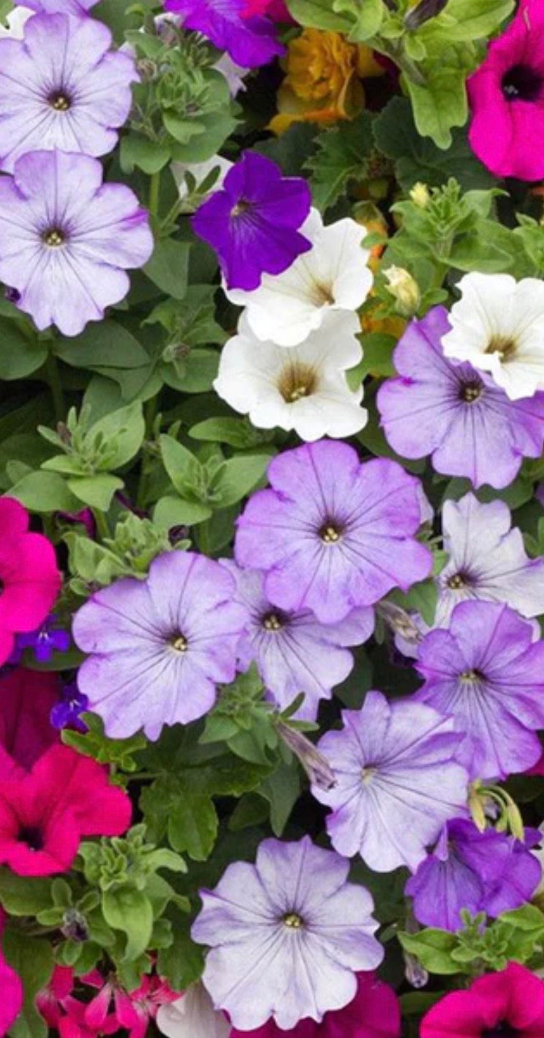 Petunia Balcony Mix Flower Seeds Heirloom USA NJ Grower See My Store ...