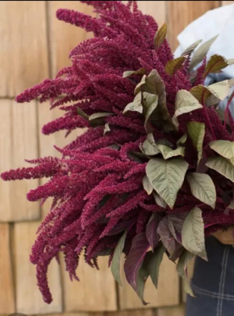 Amaranth Red Spike Amaranth Flower Seeds Heirloom NJ Grower Free ...