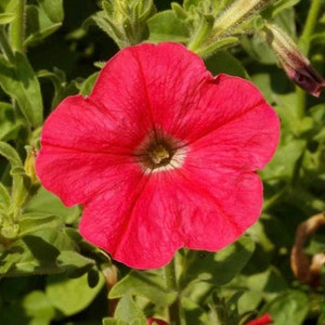 Petunia Red Fire Chief Seeds Heirloom USA NJ Grower See My Store for ...