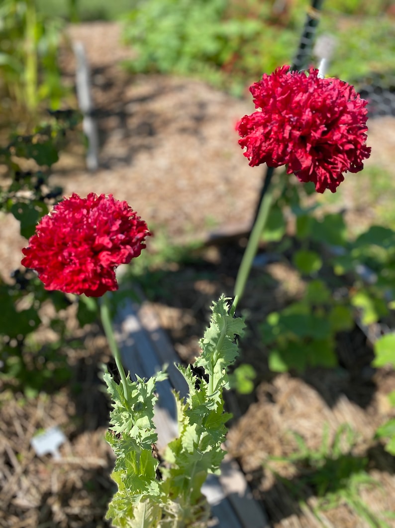 Poppy Chima Family Poppy Flower Seeds Heirloom USA NJ Seller Check My ...