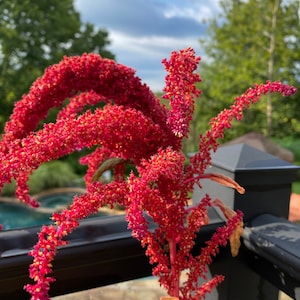 Amaranth Red Spike Amaranth Flower Seeds Heirloom NJ Grower Free ...