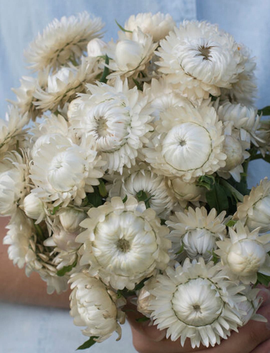 Strawflower Vintage White Flower Seeds USA Heirloom Check My Store for ...