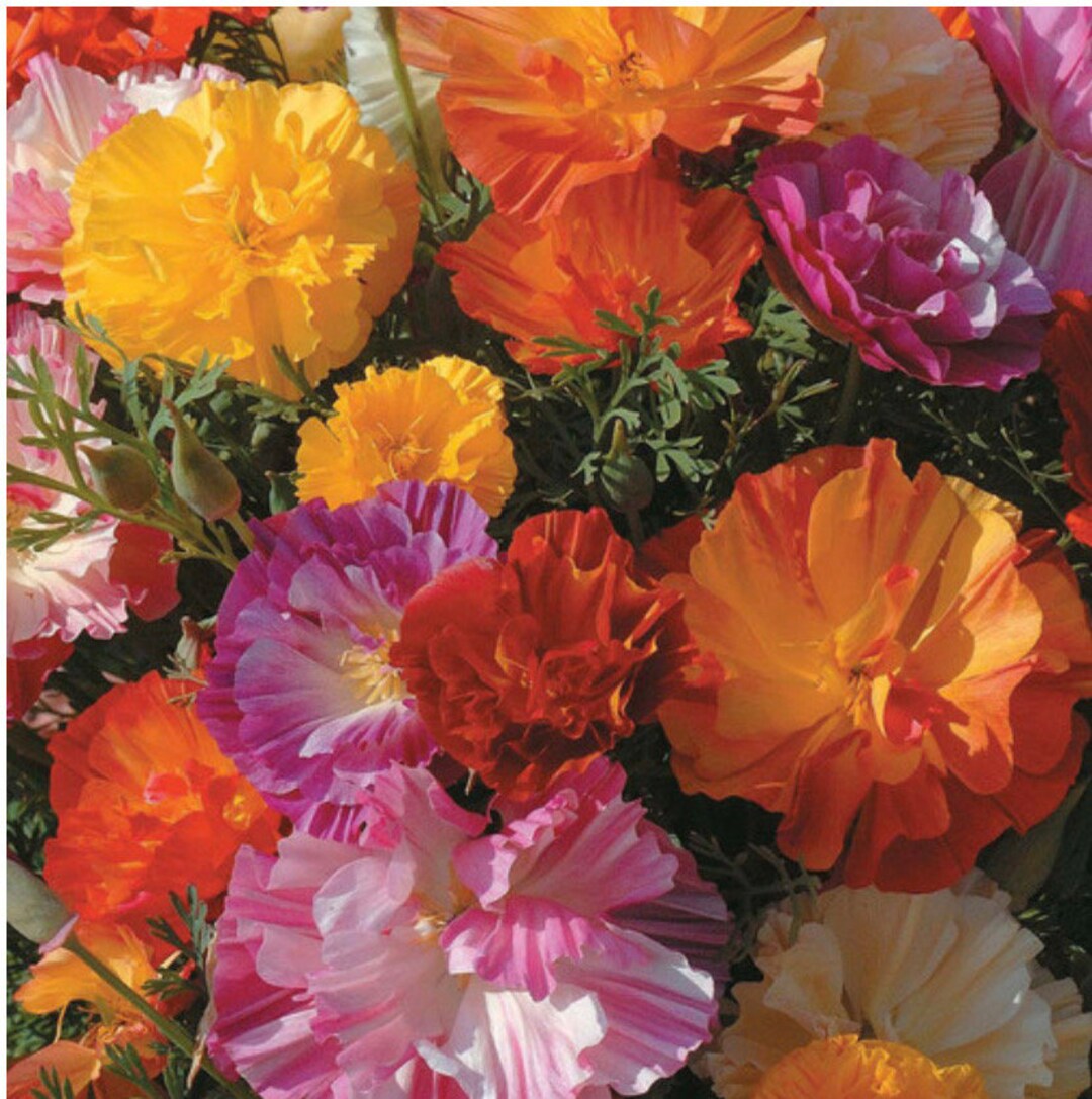 Poppy Jelly Beans Poppy Flower Seeds Heirloom USA NJ Seller Check My ...