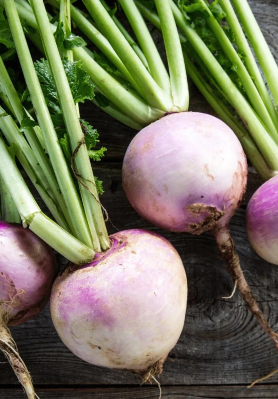 Rutabaga America Purple Seeds NJ Grower Heirloom Organic Free Shipping ...