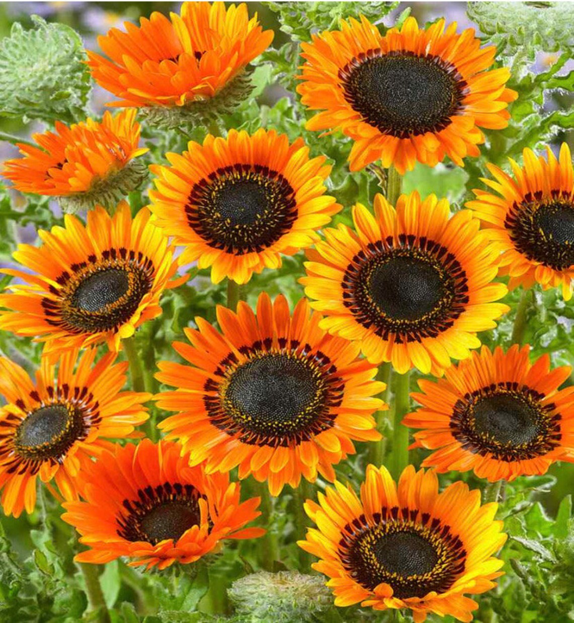 Daisy Cape Daisy Venidium Orange Prince Flower Seeds Heirloom USA NJ ...
