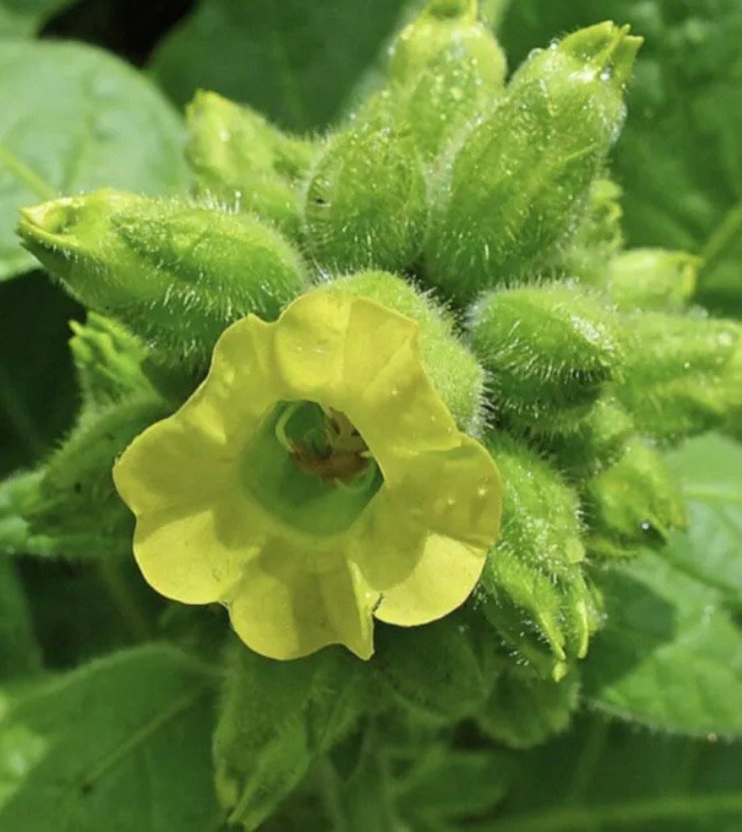 Tobacco Rustica Seeds Heirloom USA NJ Grower See My Store for Largest ...