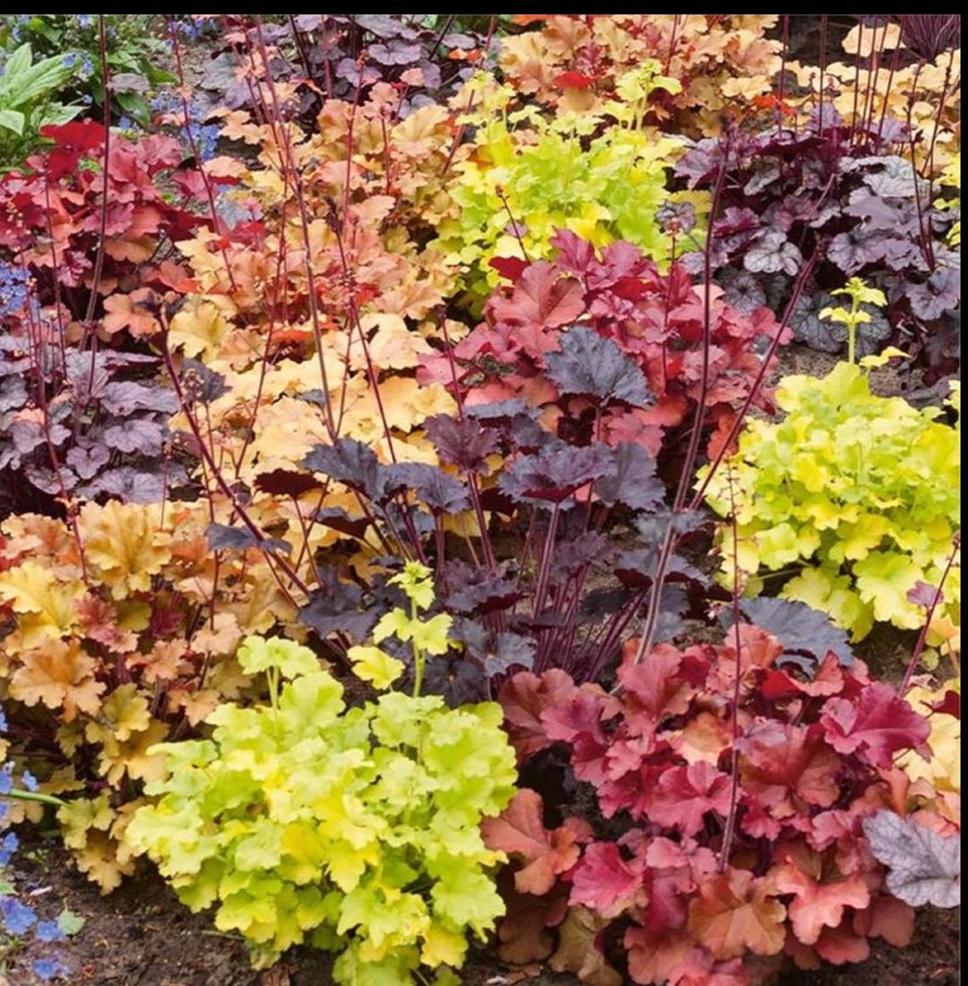 Coral Bells Mix Heuchera Seeds Heirloom Organic Free Shipping USA NJ ...