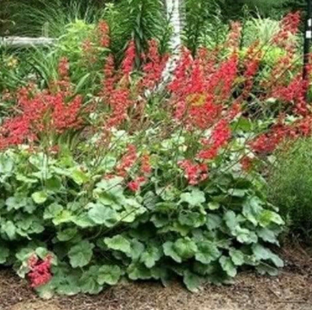 Coral Bells Bressingham Flower Seeds Heuchera Sanguinea Heirloom NJ ...