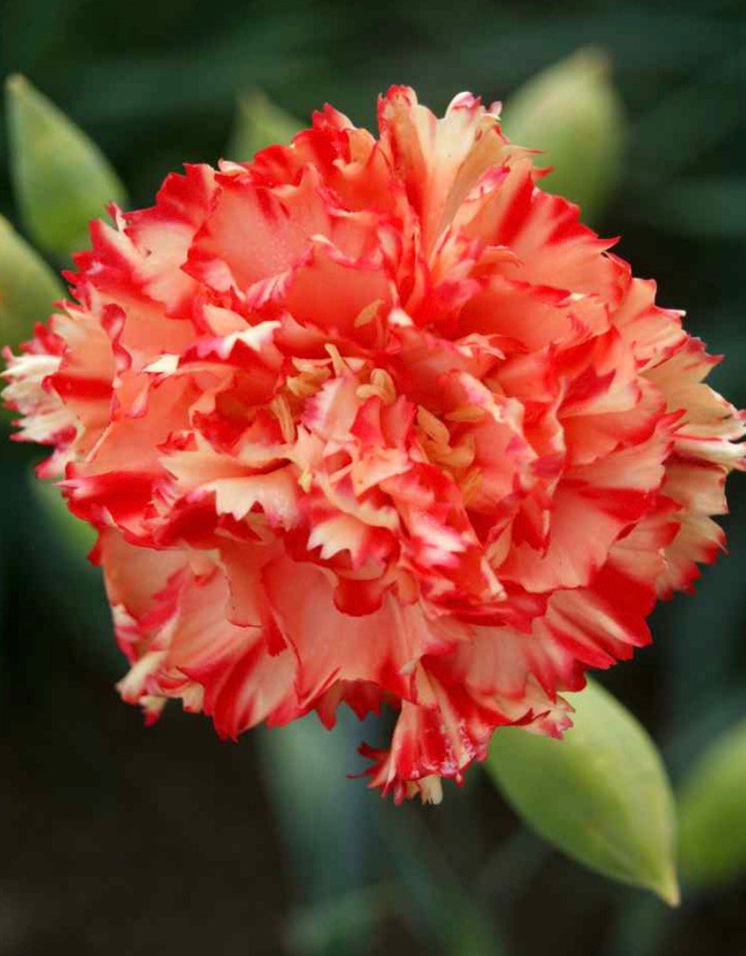 Carnation Avranchin CHABAUD Dianthus Caryophyllus Seeds Heirloom NJ ...