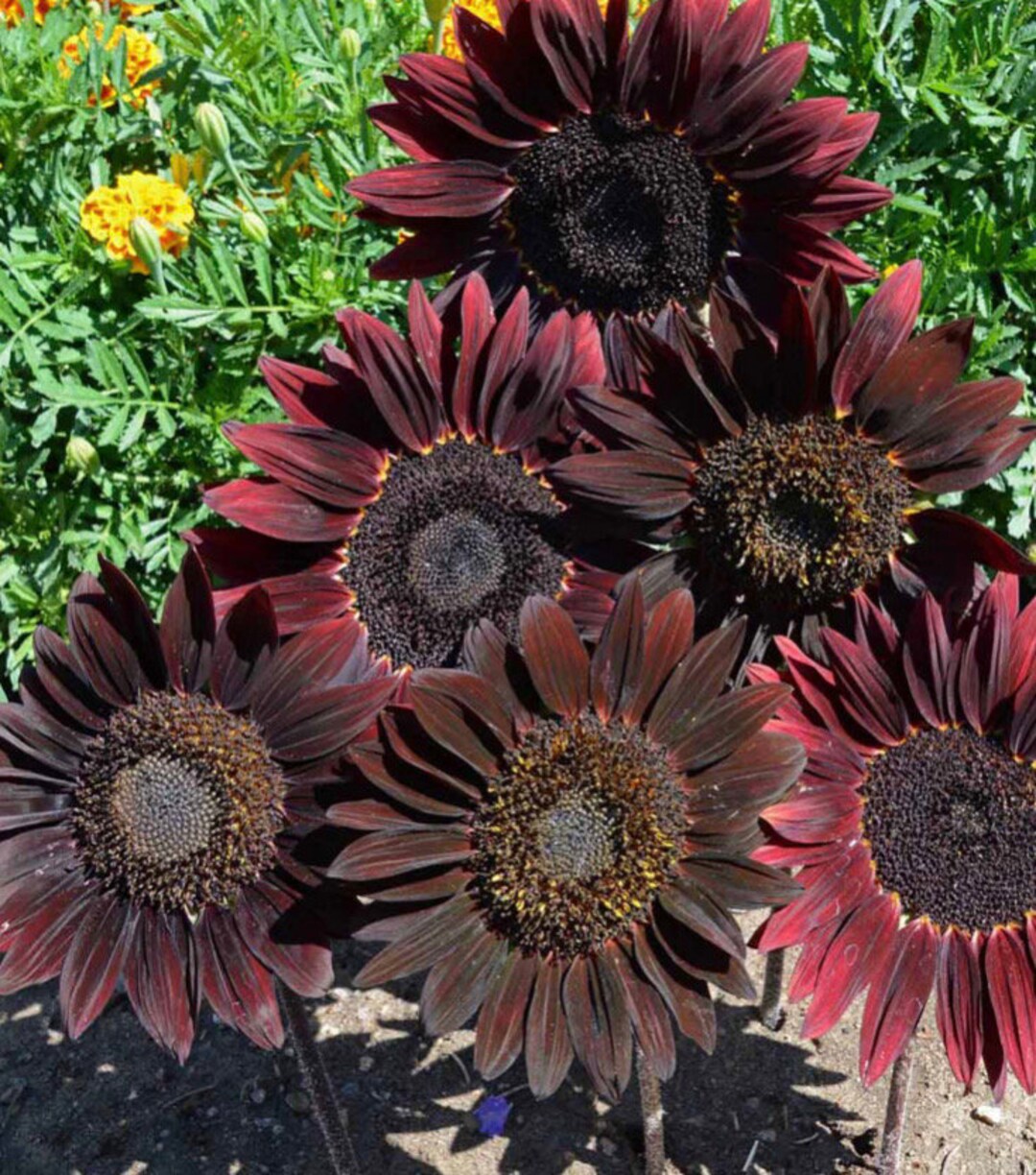 Sunflower Chocolate Cherry Sunflower Seeds USA Heirloom NJ Grower See ...