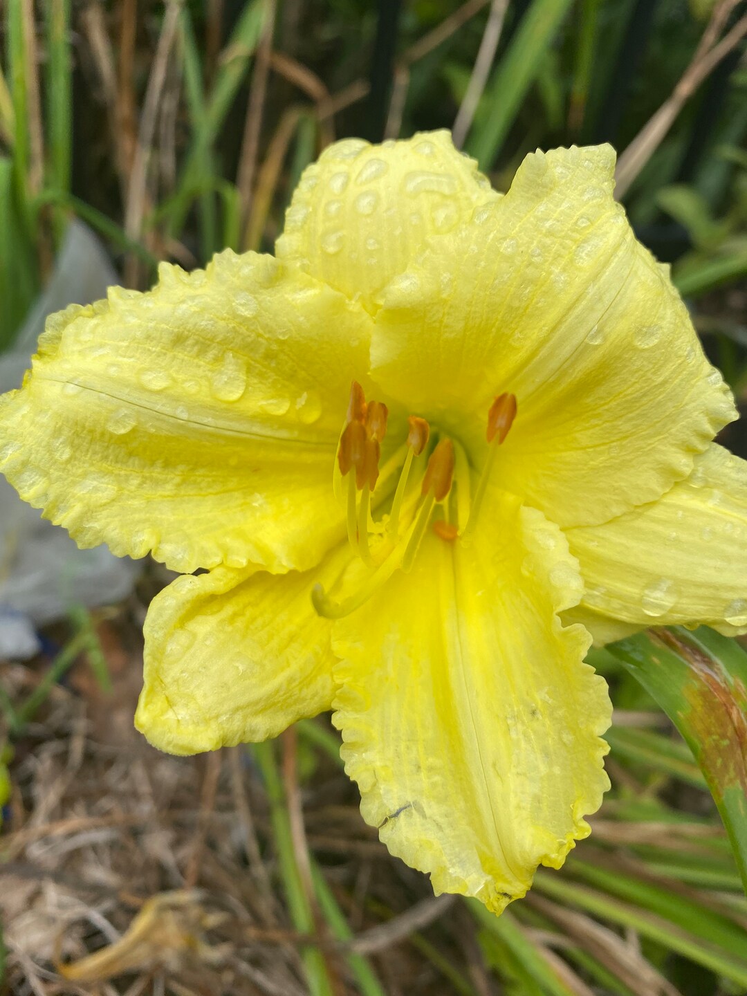 Daylilly Stella Odoro Flower Seeds Heirloom USA Check My Store for More ...
