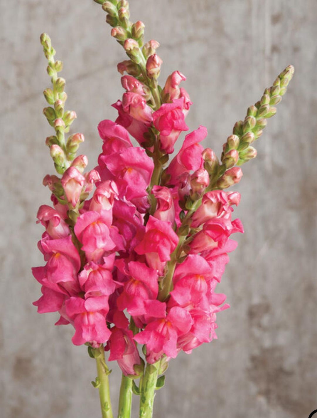 Snapdragon Cherry Rose Antirrhinum Seeds Heirloom USA NJ Grower See My ...