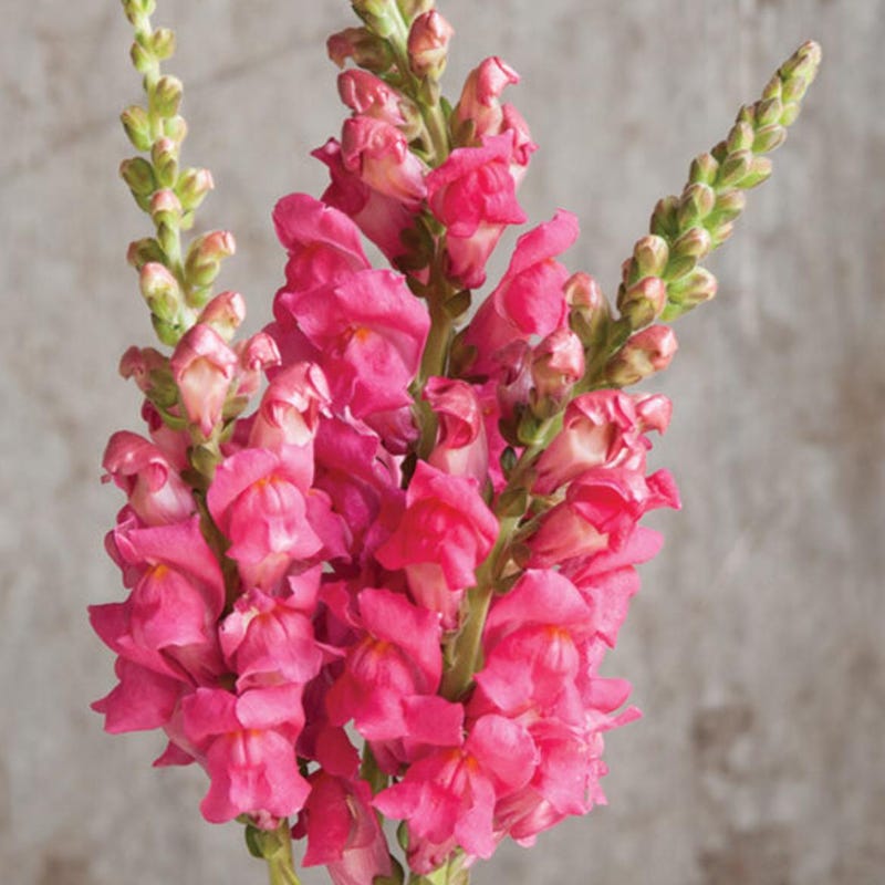 Snapdragon Seeds - Etsy