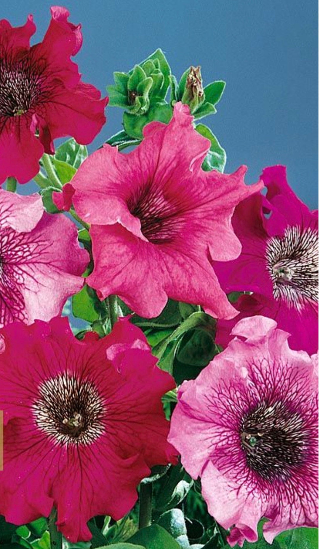 Petunia Fluffy Ruffles Superbissima Flower Seeds Heirloom USA NJ Grower ...