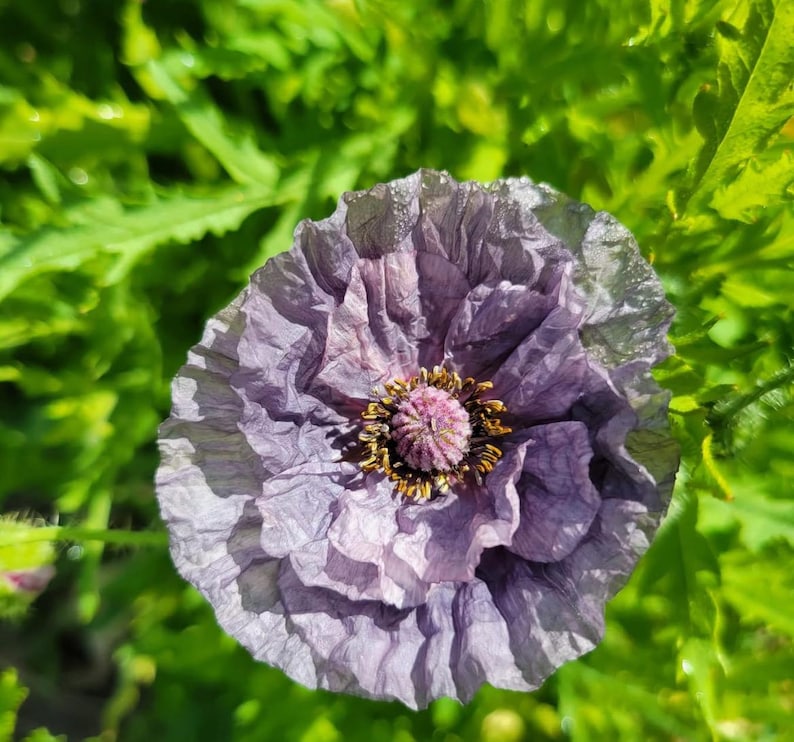Poppy Amazing Grey Poppy Flower Seeds Heirloom USA NJ Seller Check My ...