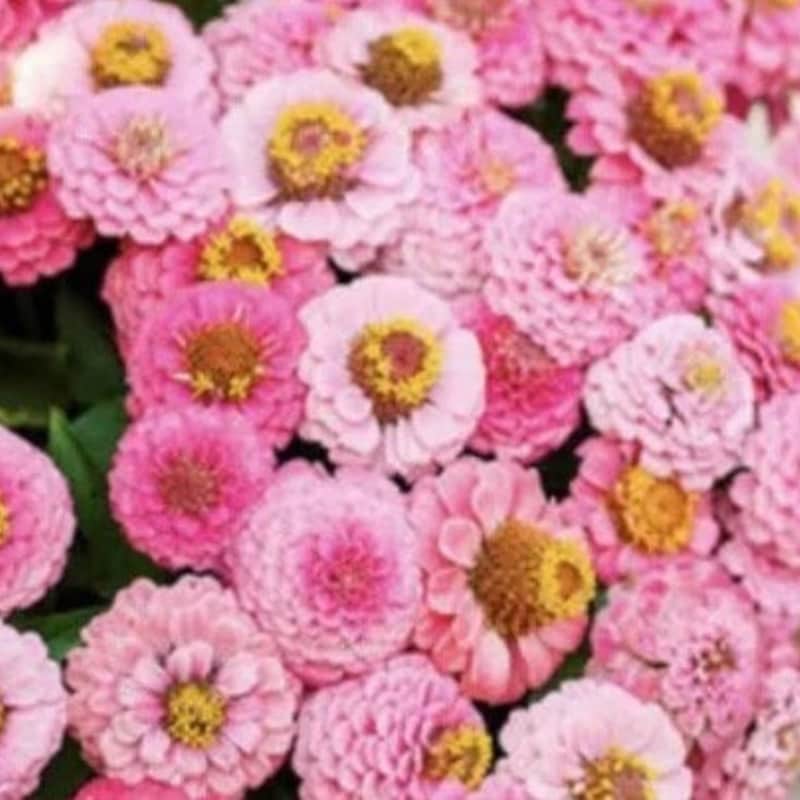 Rare Zinnia Seeds - Etsy
