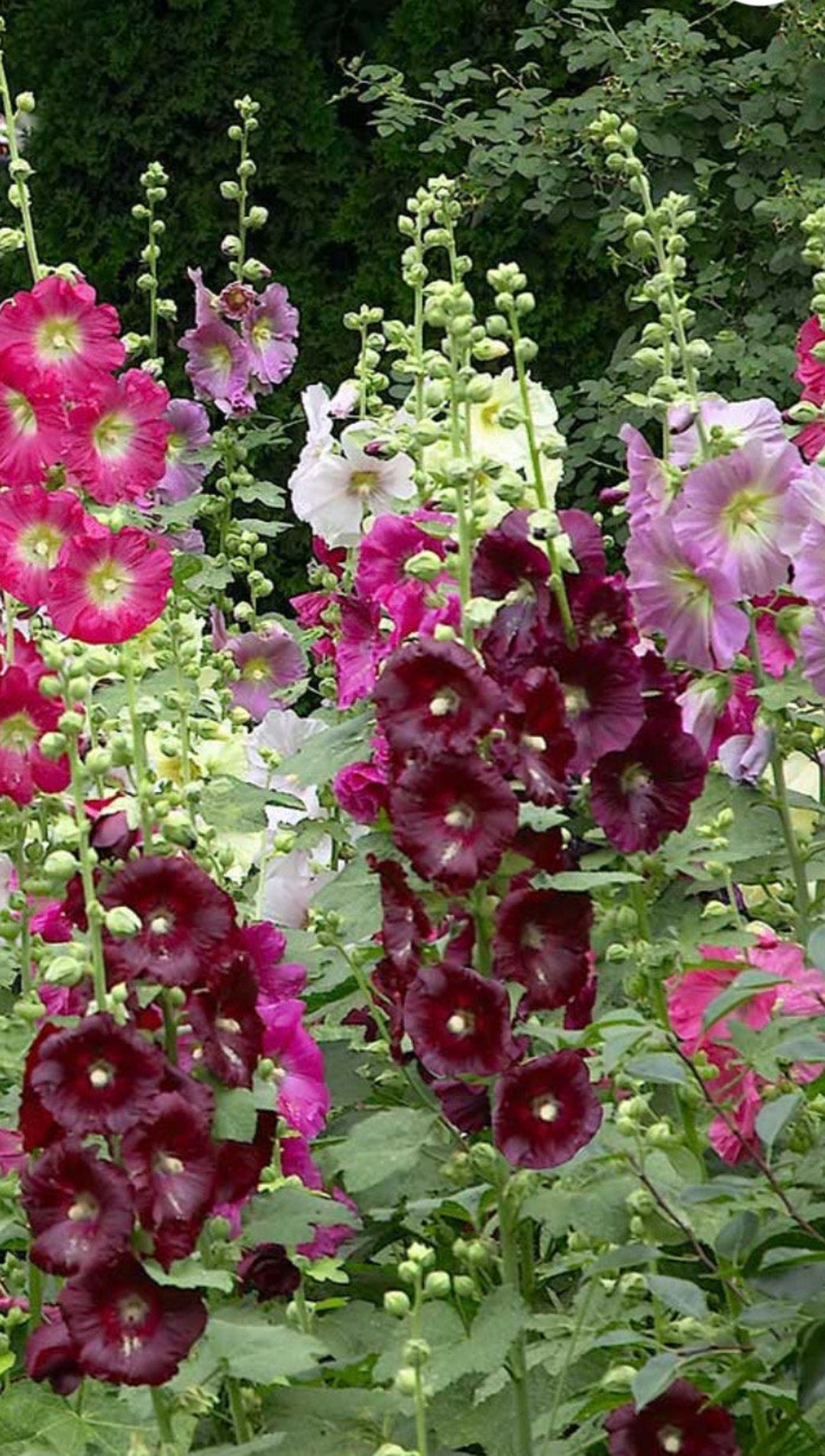 Hollyhock Indian Spring Mix Seeds Heirloom USA NJ Grower See My Store ...