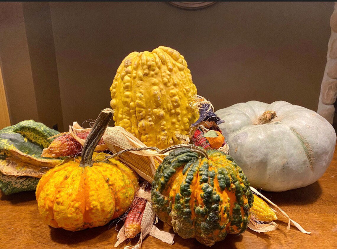 Gourd Autum Wings Gourd Seeds NJ USA Heirloom Organic See My Store for ...