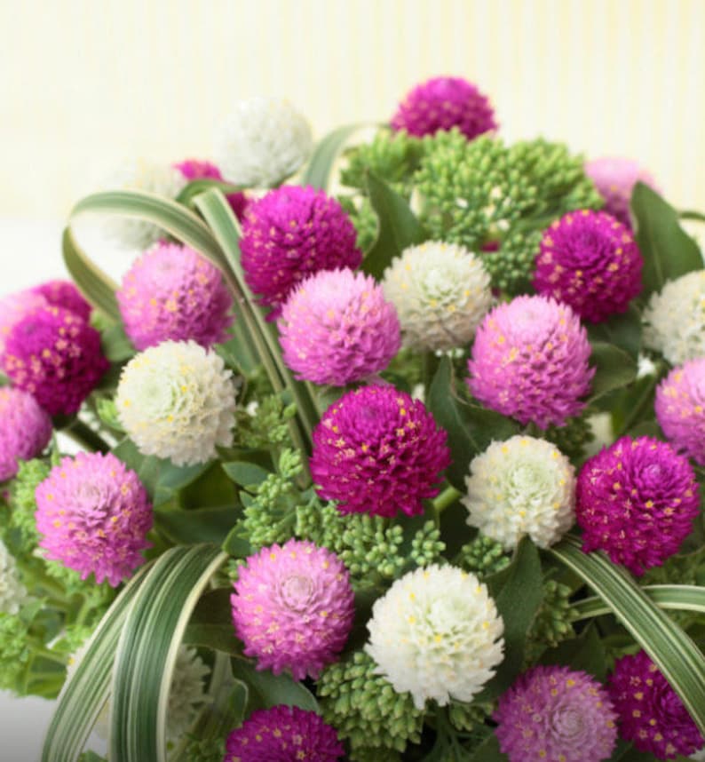 Gomphrena Ping Pong Mix Globosa Gomphrena Flower Seeds - Etsy