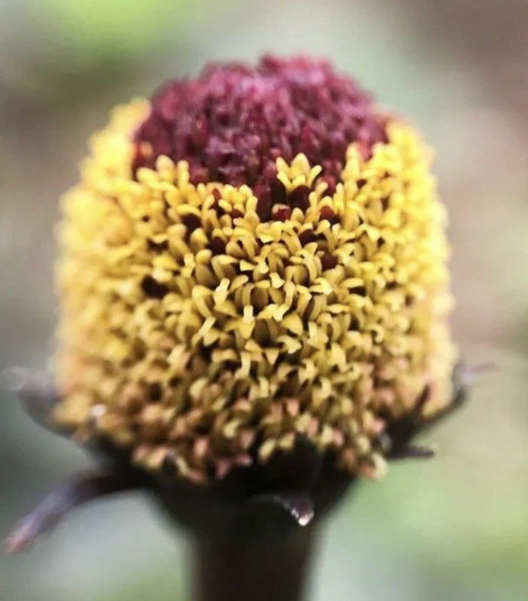 Toothache Plant 50 Seeds Bulls Eye Spilanthes Acmella Heirloom USA NJ ...