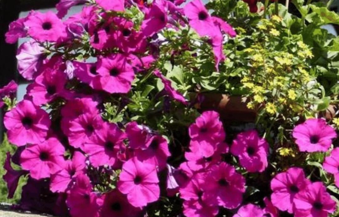 Petunia Shanon Wild Flower Seeds Heirloom USA NJ Grower See My Store ...