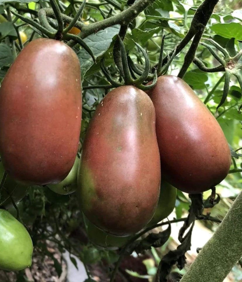 Ukrainian Purple Tomato Seeds NJ USA Grower Heirloom Organic - Etsy