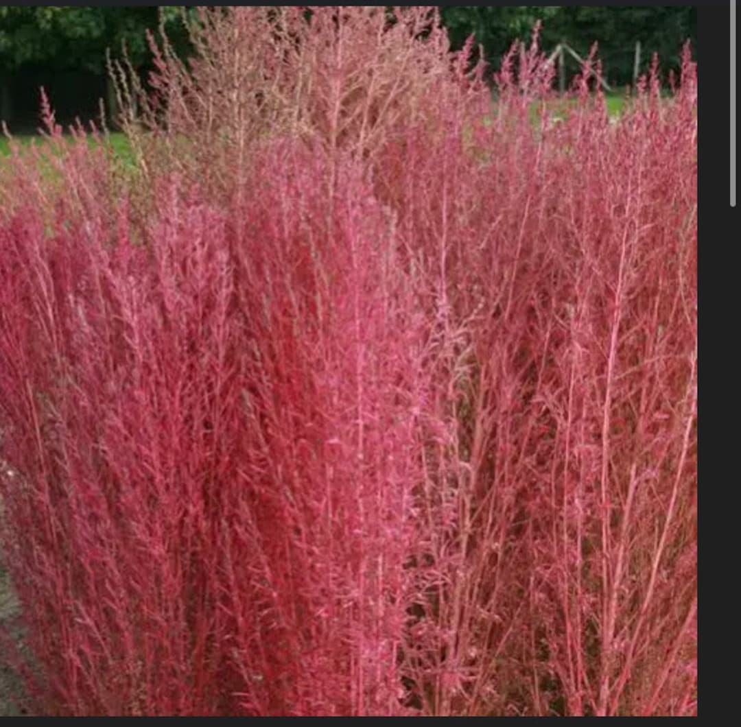 Burning Bush Kochia Scoparua Trichophylla Seeds USA See My Store for ...