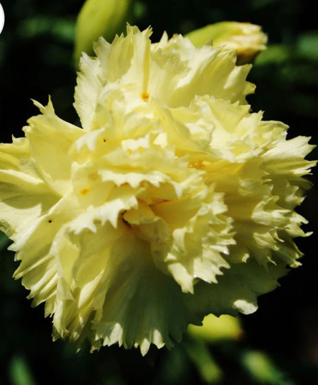 Carnation Marie Yellow CHABAUD Dianthus Flower Seeds Heirloom NJ Grower ...