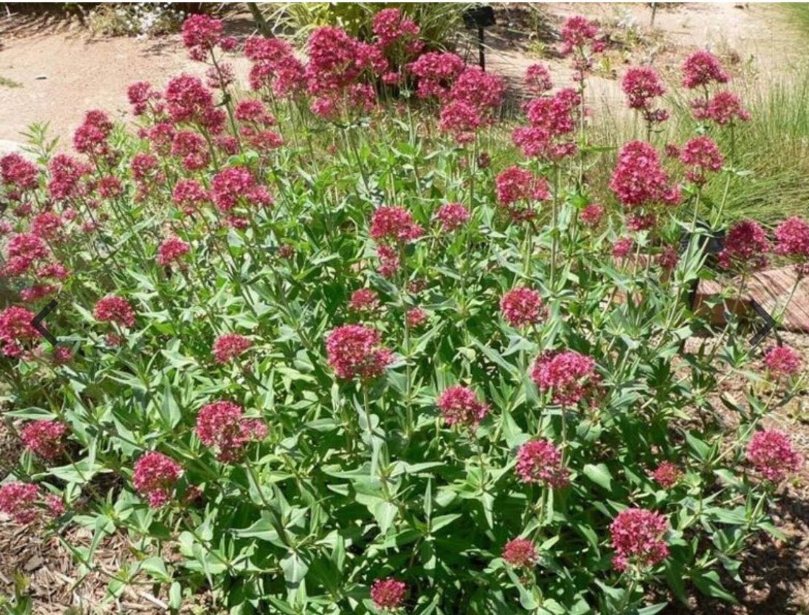 Jupiters Beard Red Flower Seeds Heirloom Organic USA NJ Grower Free ...