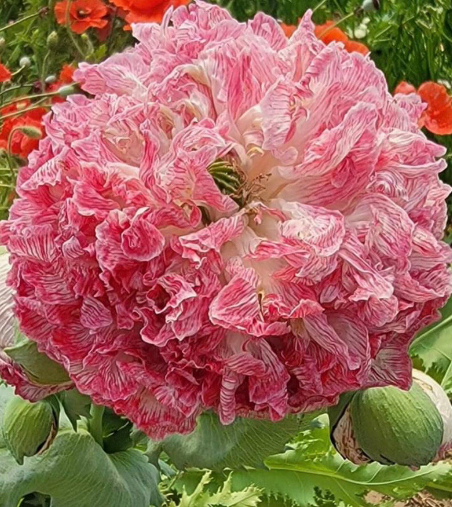 Poppy Antique Peony Poppy Mix Flower Seeds Heirloom USA NJ Seller Check ...