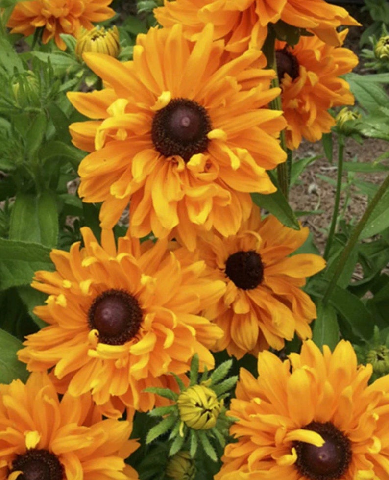 Rudbeckia Goldilocks Flower Seeds Heirloom USA NJ Grower See - Etsy