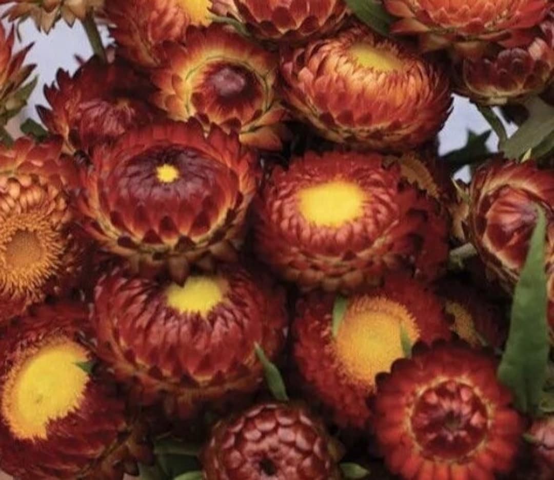 Strawflower Copper Red Helichrysum Seeds NJ USA Seller See My Store for ...